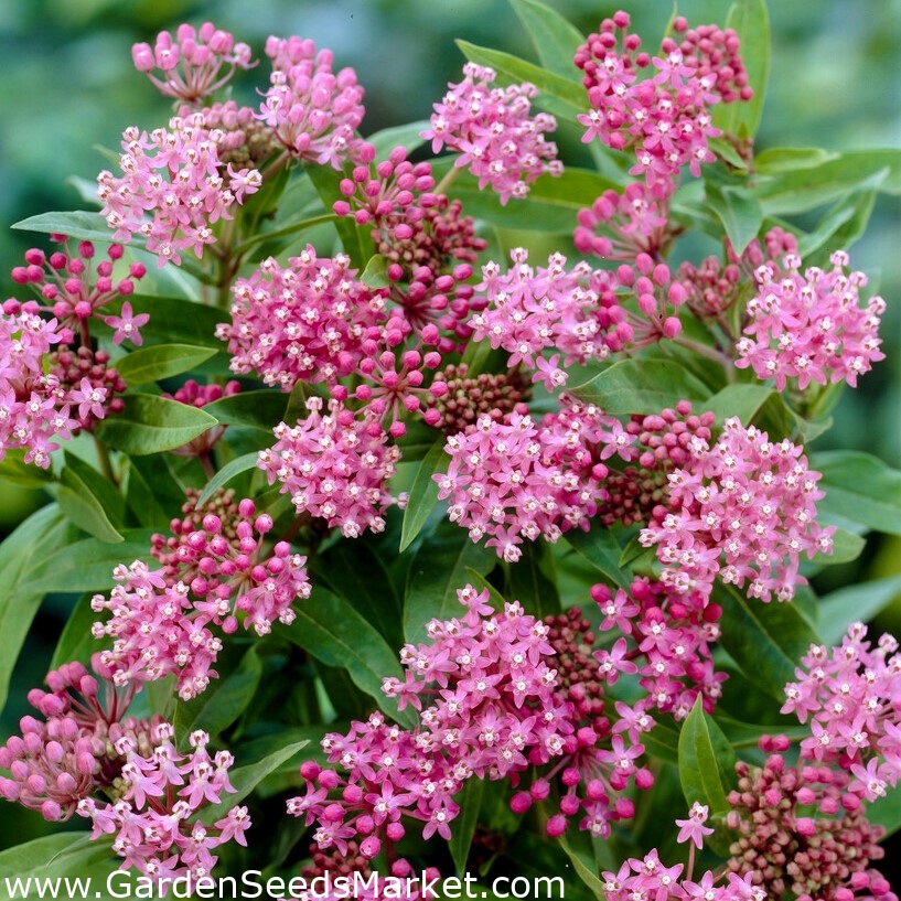 Cinderella sump milkweed - planta - stort paket! - 10 st; rose milkweed ...