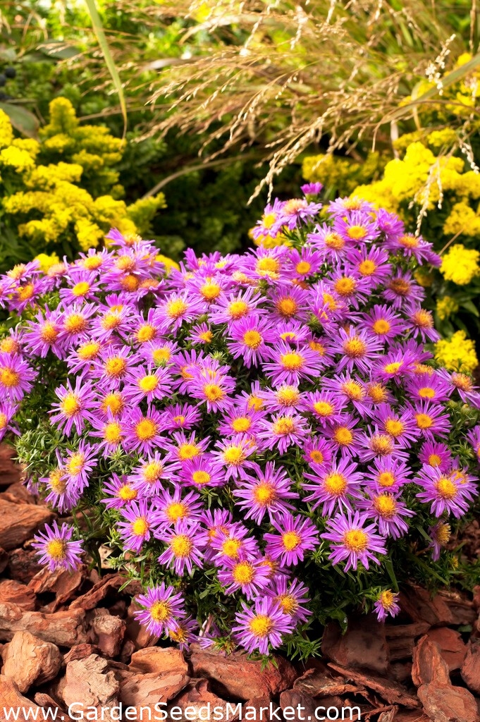 Alice Haslam bushy aster - large package! - 10 pcs – Garden Seeds ...
