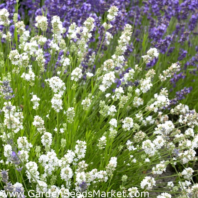 Valge lavendel - 1 tk – Garden Seeds Market | Tasuta saatmine