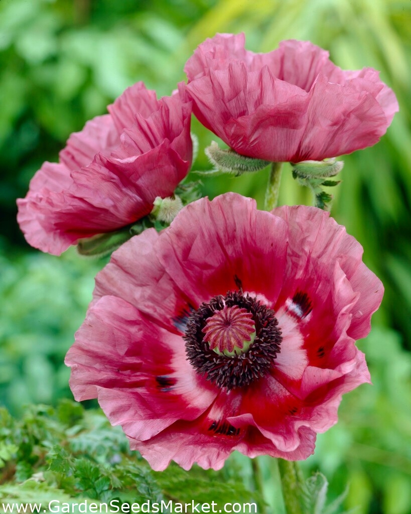 Patty's Plum Oriental poppy - large package! - 10 pcs – Garden Seeds ...