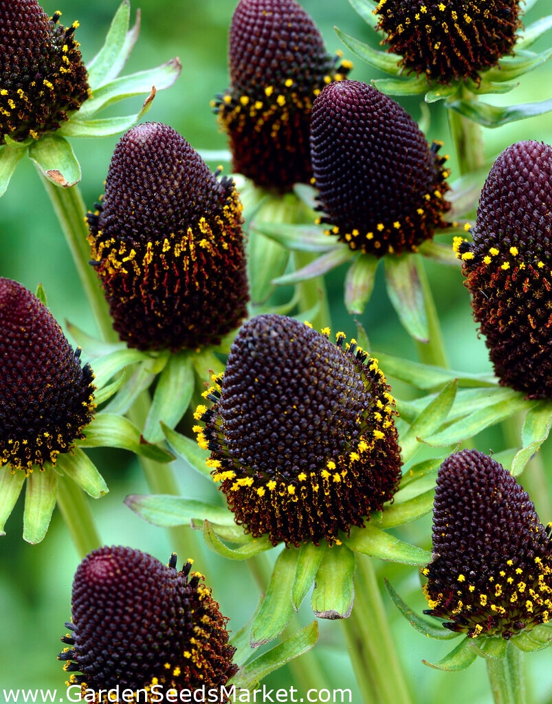Green Wizard Western coneflower (Rudbeckia occidentalis) - 1 pc ...