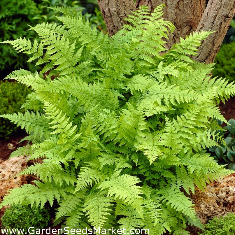 Vrtne paprati - Athyrium filix-femina - ženska paprat - veliko ...
