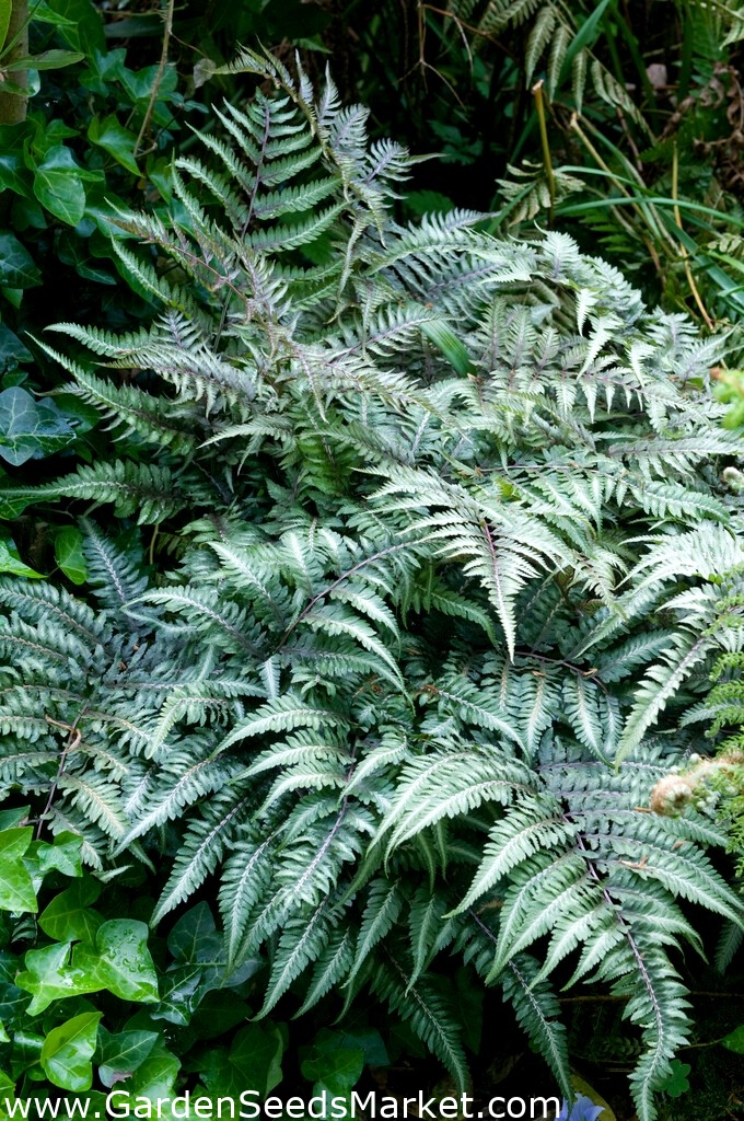 Ferigi de gradina - Athyrium niponicum - Feriga pictata japoneza - 1 ...