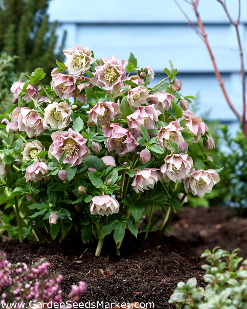 Double Ellen Pink Lenten rose – Garden Seeds Market | Free shipping