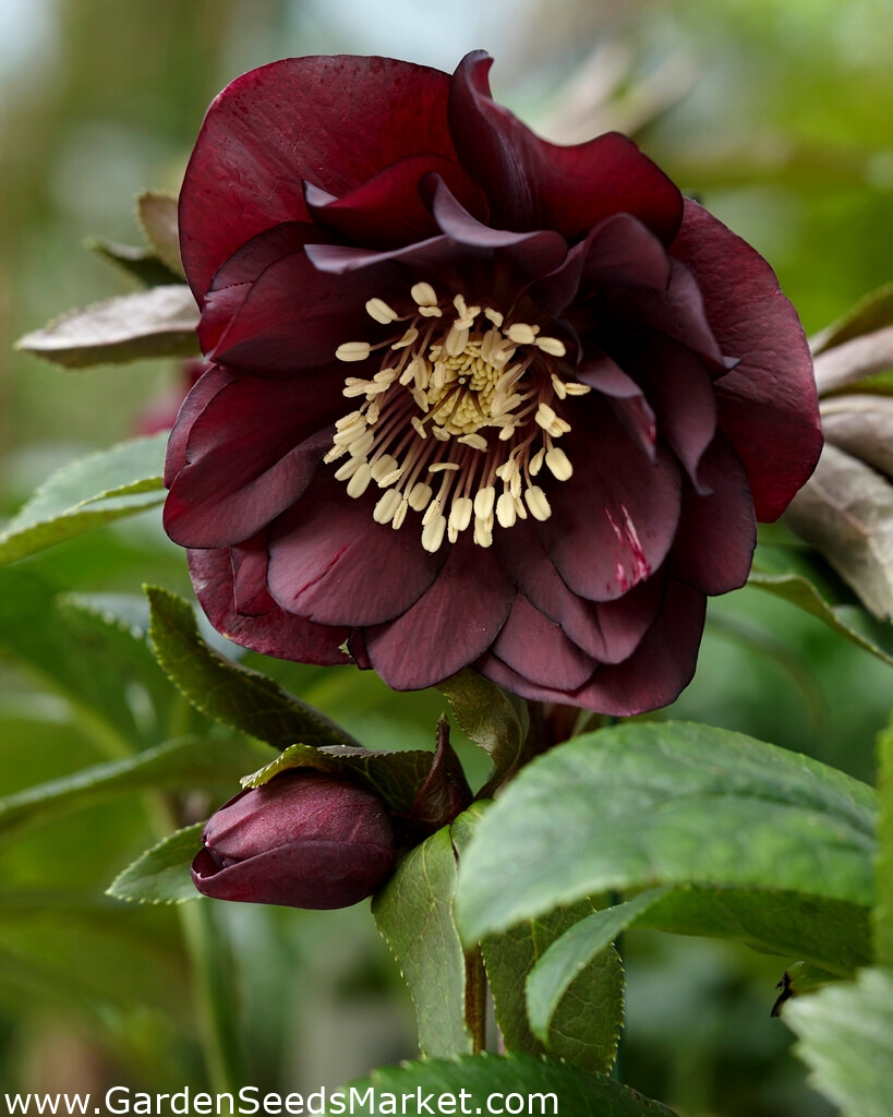 Double Ellen Purple Lenten rose - large package! - 10 pcs – Garden ...