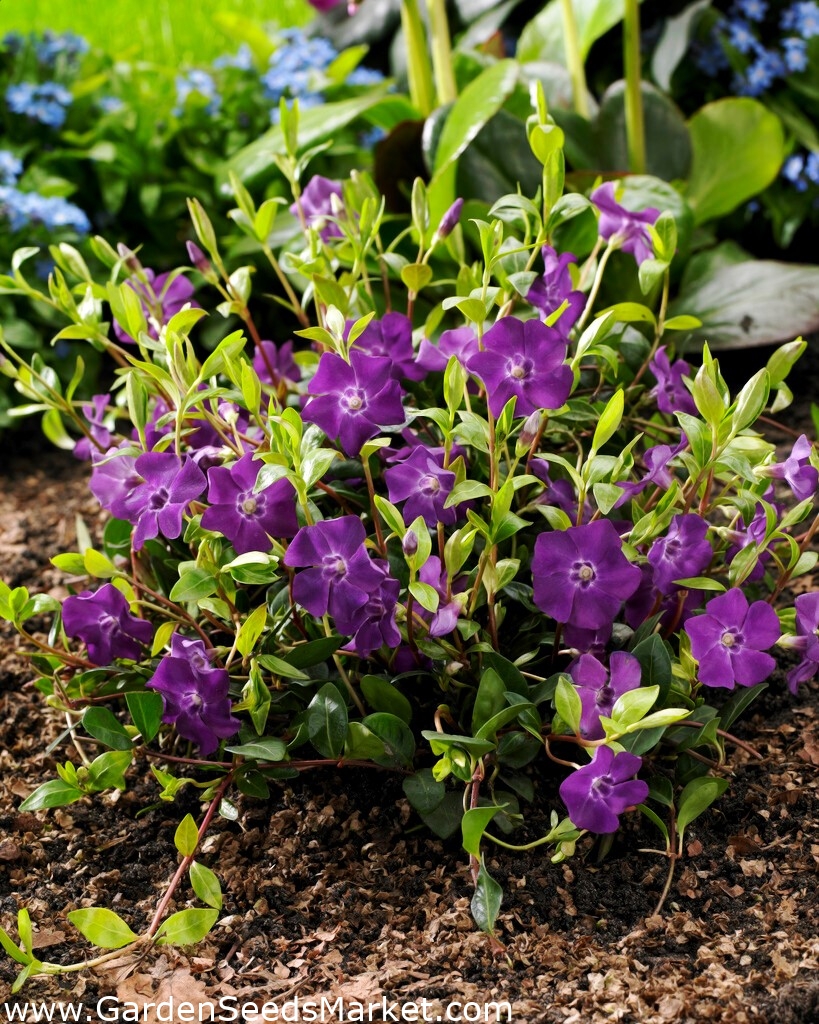Purple lesser periwinkle - seedling – Garden Seeds Market | Free shipping