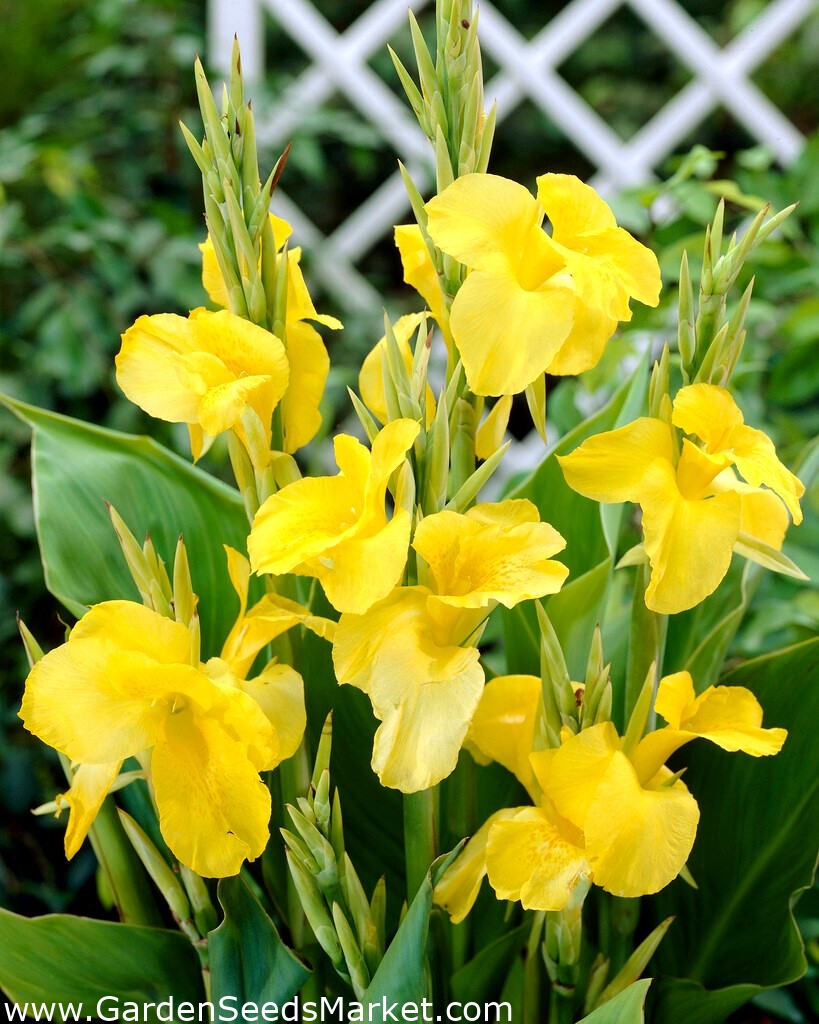 Yellow canna lily - large package! - 10 pcs – Garden Seeds Market ...