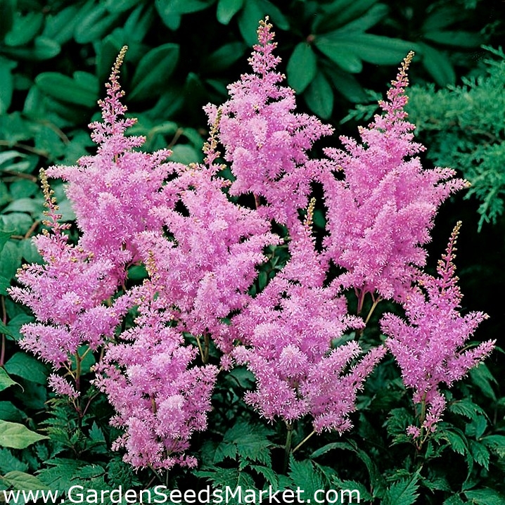 Astilbe "Amatista" - rosa púrpura; spirea falso - paquete grande! - 10 ...