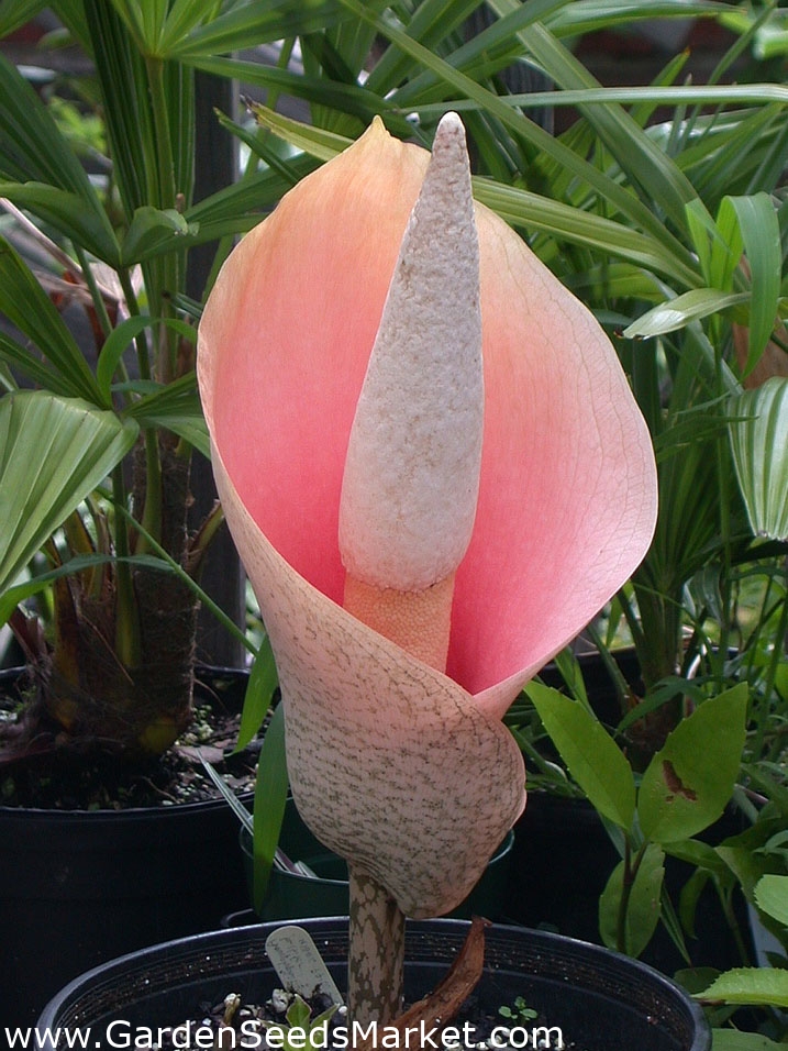 Amorphophallus bulbifer – Garden Seeds Market | Ilmainen toimitus