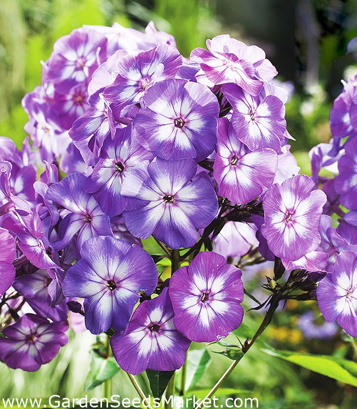 Phlox Laura - large package! - 10 pcs – Garden Seeds Market | Free shipping