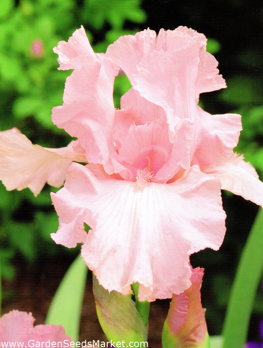 Iris germanica Pink - groot pakket! - 10 stuks - – Garden Seeds Market ...