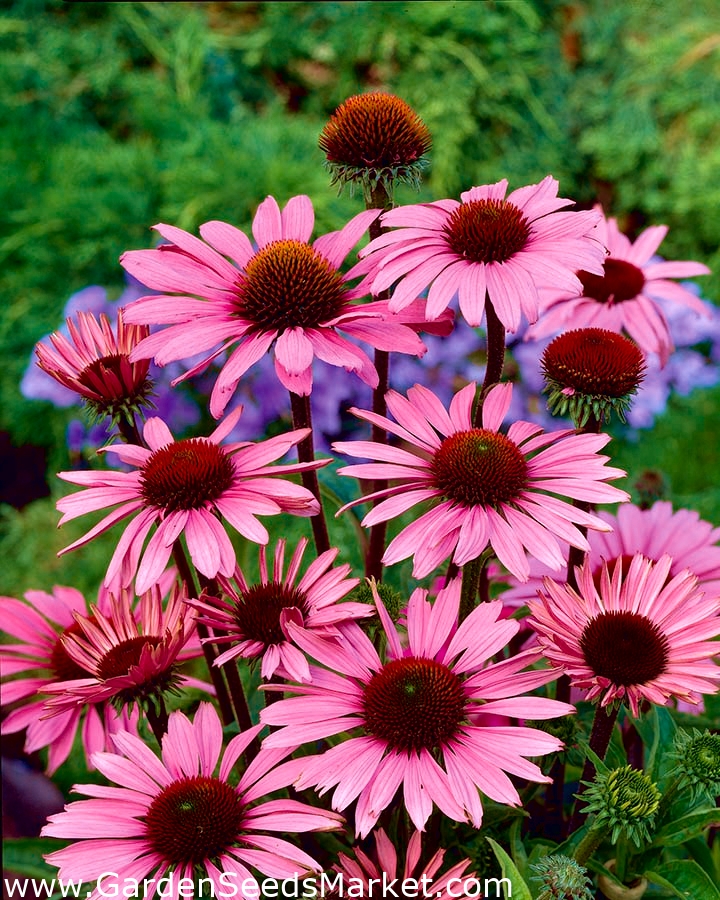 Echinacea, Coneflower Purpurea - paquete grande! - 10 piezas – Garden ...