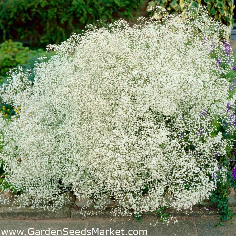 White-flowered baby's breath - Gypsophila - root set - large package ...