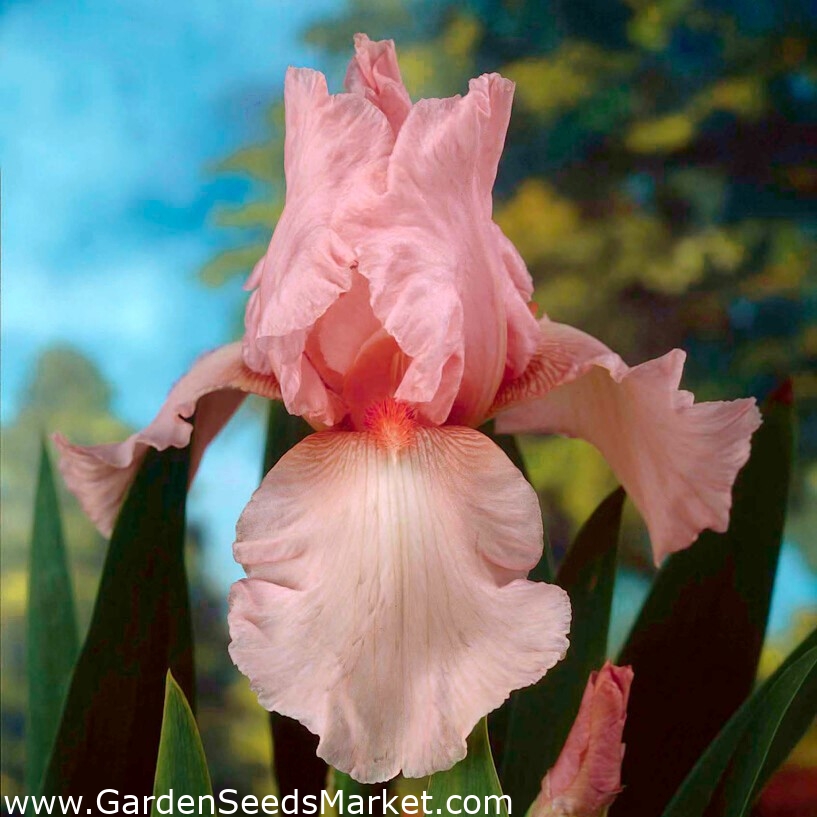 Iris germanica Rose - Pack XL - 50 pcs - – Garden Seeds Market ...