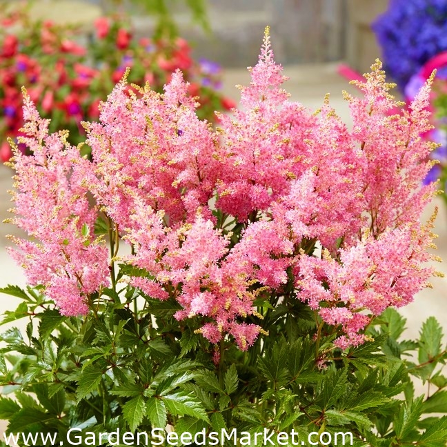 Astilbe "Darwin's Dream" - rosa claro; falsa spirea - pacote grande ...
