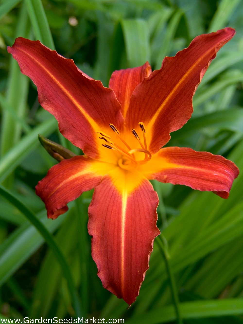 Autumn Red daylily - large package! - 10 pcs – Garden Seeds Market ...
