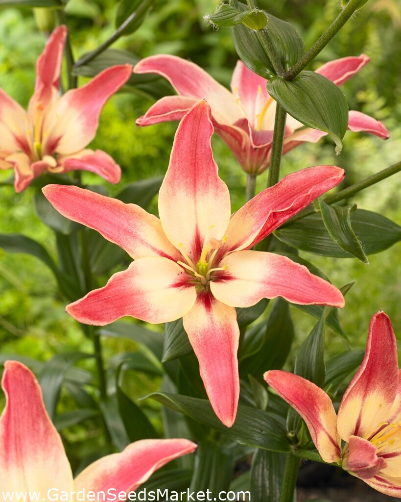 Easy Dream Asiatic lily – Garden Seeds Market | Free shipping