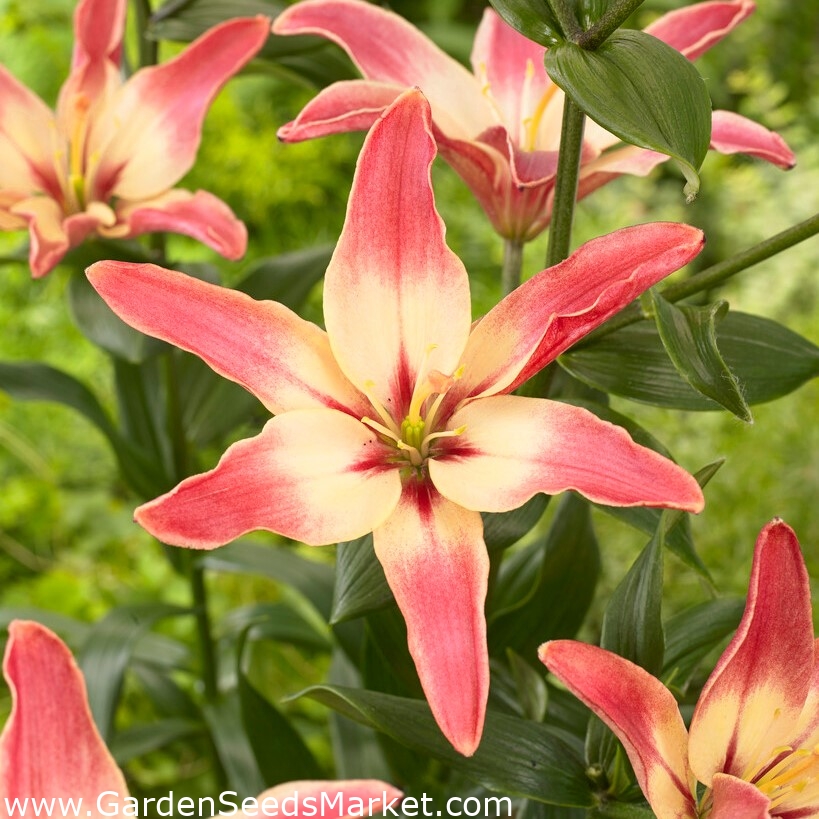 Easy Dream Azijski ljiljan - XL pakiranje - 50 kom – Garden Seeds ...