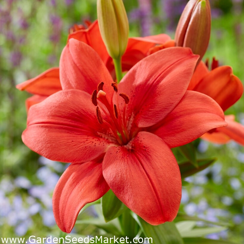 Cascavel miniature lily - for pots – Garden Seeds Market | Free shipping