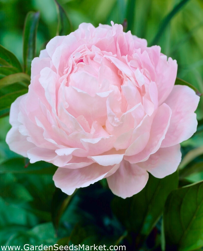 Light pink peony - seedlings - large package! - 10 pcs – Garden Seeds ...