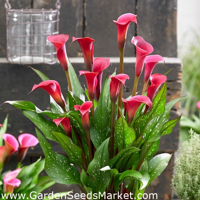 Red Charm calla lily (Zantedeschia) - large package! - 10 pcs – Garden ...