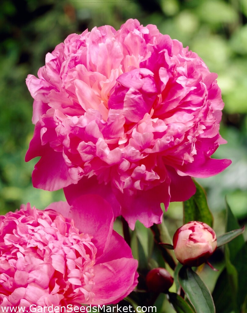 Louis van Houtte pion - planta – Garden Seeds Market | Gratis frakt