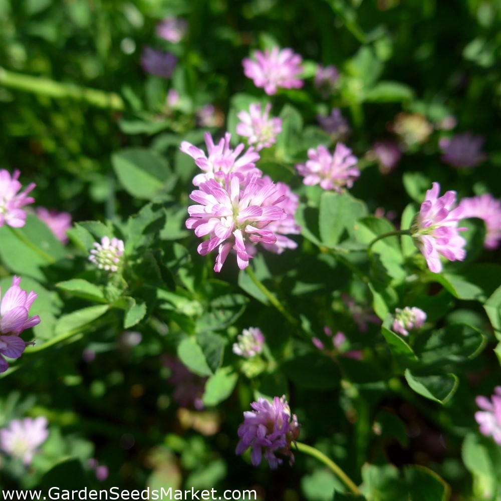 Persischer Klee "Nitro Plus" - 1 kg - – Garden Seeds Market ...