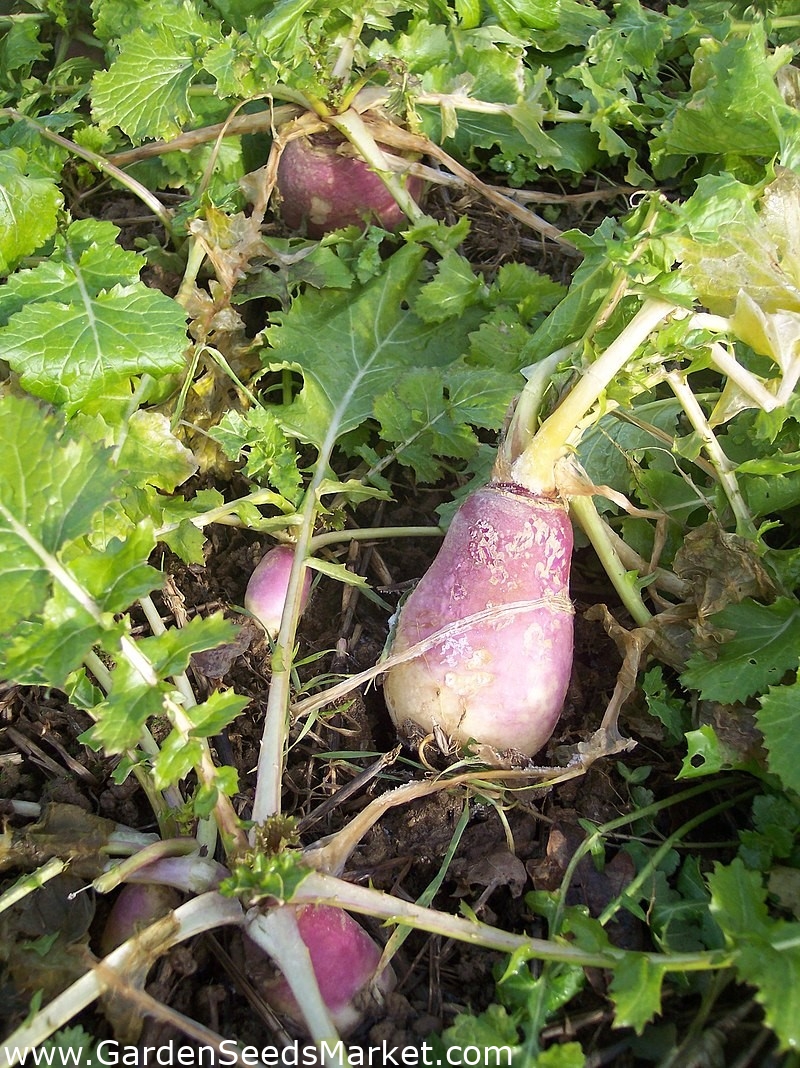 Nabo forrageiro "Polybra" - 500 g - – Garden Seeds Market | Frete grátis