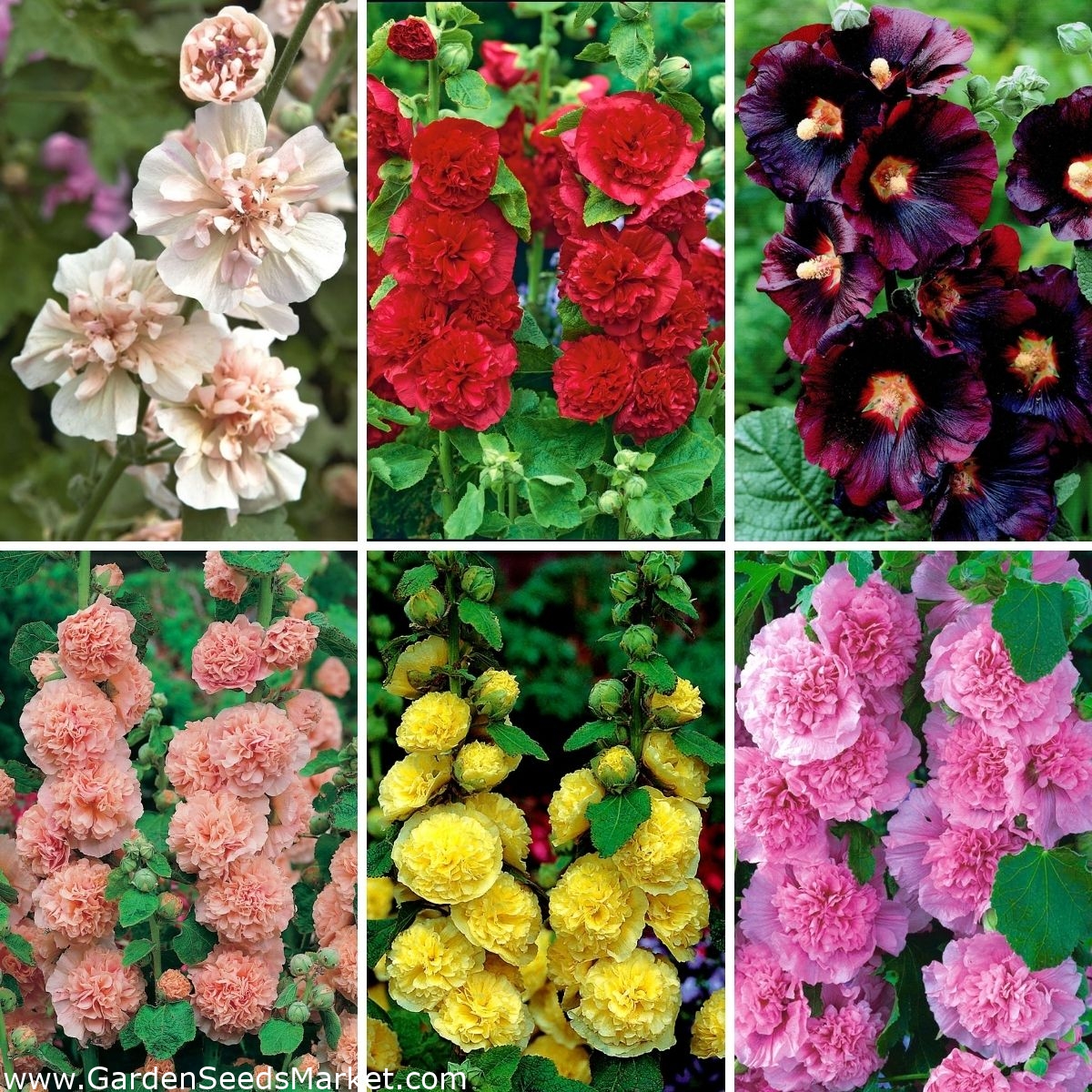 Hollyhock - a selection of 6 most intriguing varieties – Garden Seeds ...