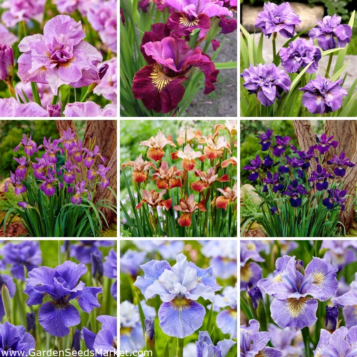 Siberian iris - a selection of 9 most intriguing varieties – Garden ...