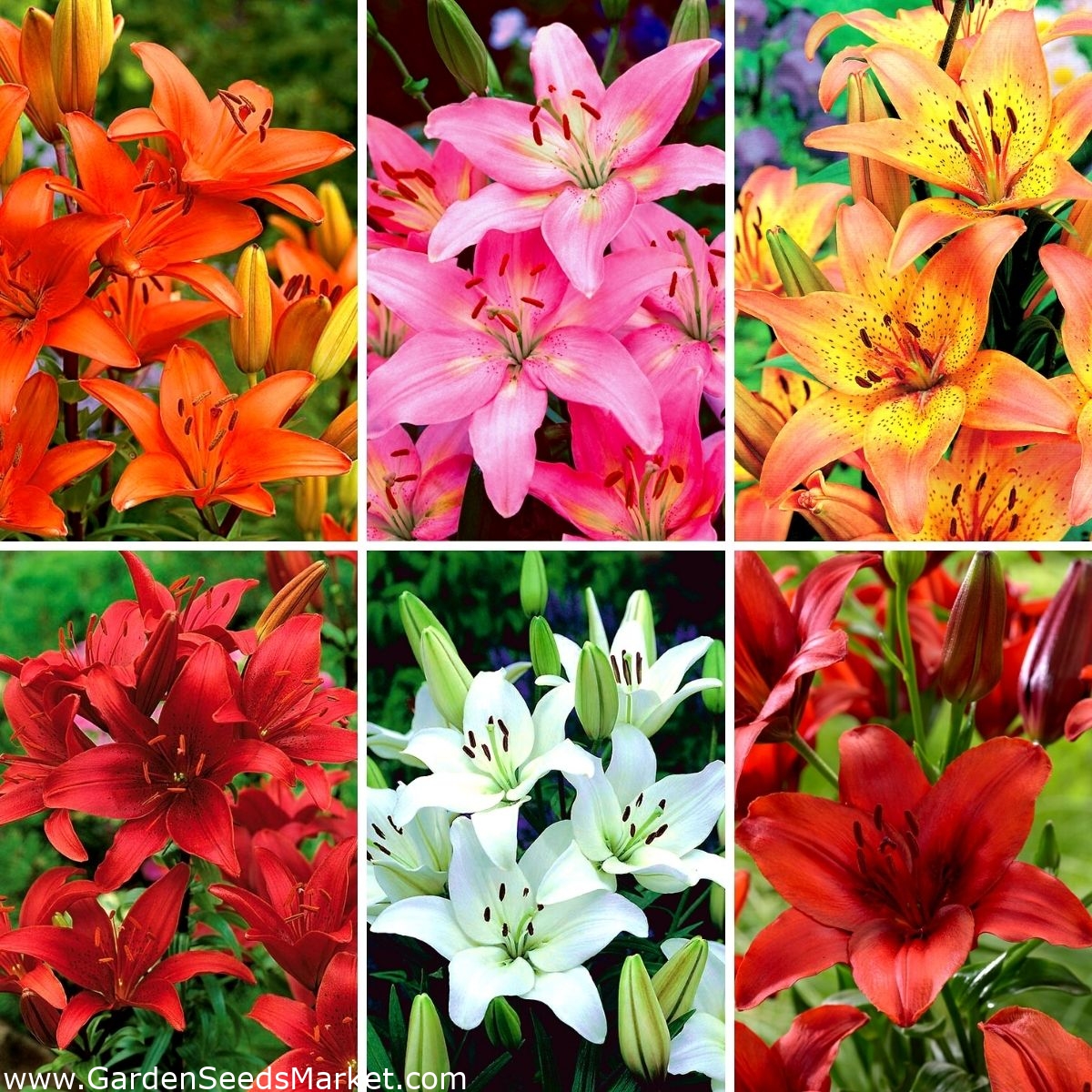 Crin asiatic - o selecție de 6 soiuri cele mai populare - – Garden ...