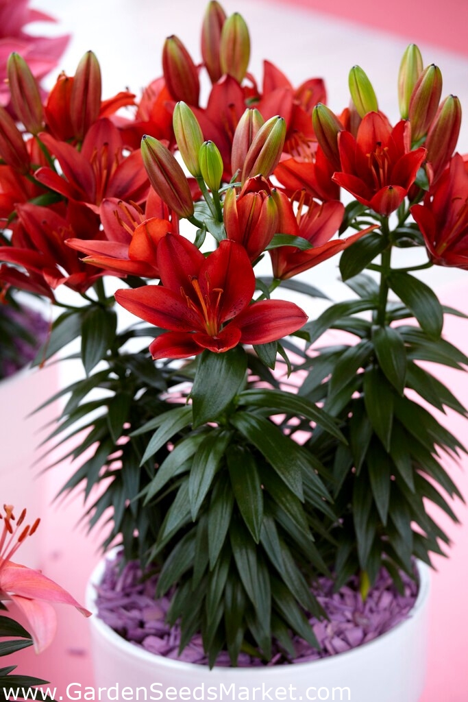 Tiny Rocket miniature lily - large package! - 10 pcs – Garden Seeds ...