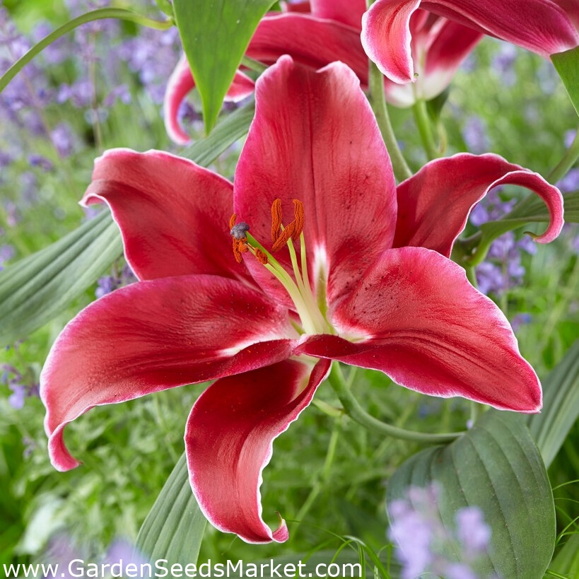 Cadenza Orientalsk lilje - stor pakke! - 10 stk. – Garden Seeds Market ...