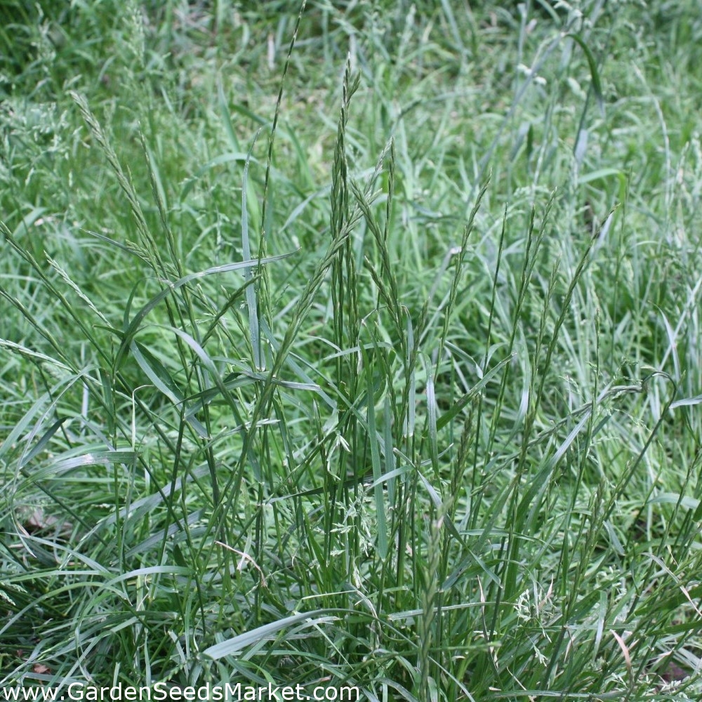 Pastos Perennes Cortos