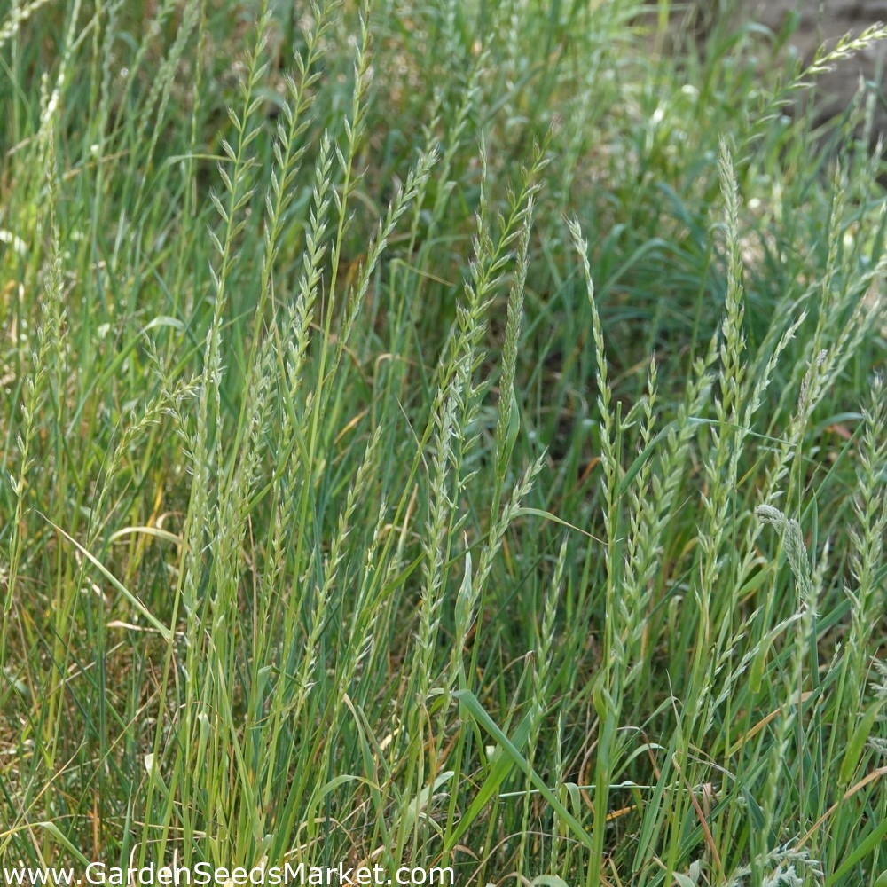 Ray-grass hybride "4N Gala" - 5 kg - – Garden Seeds Market | Livraison ...