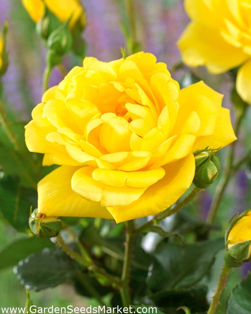 "Allgold" multiflora rose (Polyantha) - seedling – Garden Seeds Market ...