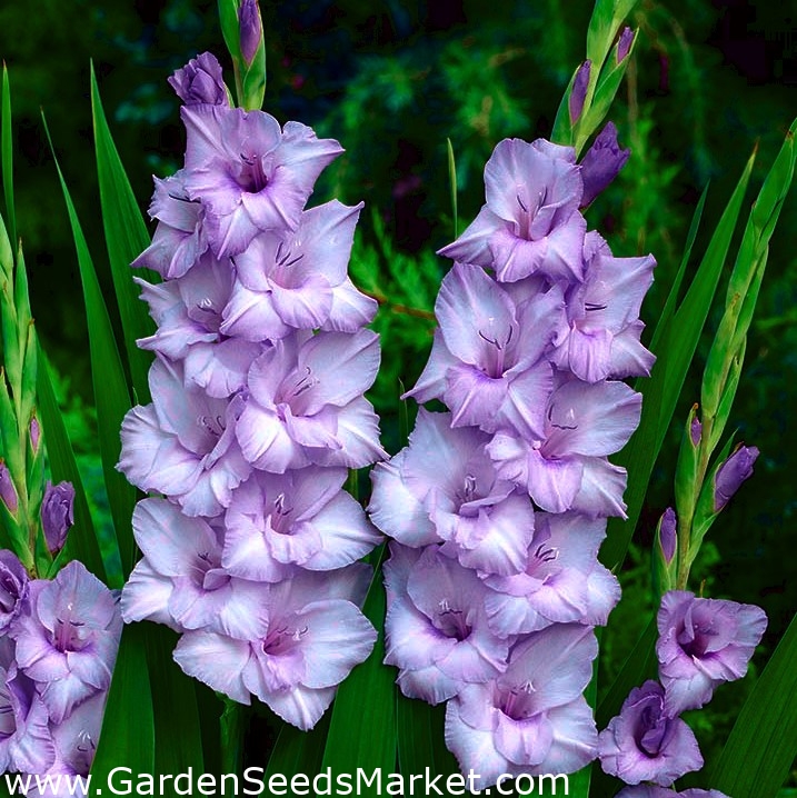 Gladiolus "Blue Tropic" - XL pakiranje - 50 kom - – Garden Seeds Market ...