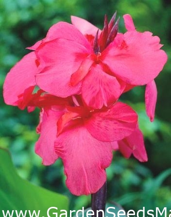 Canna Shining Pink - XL pakiranje - 50 kom - – Garden Seeds Market ...