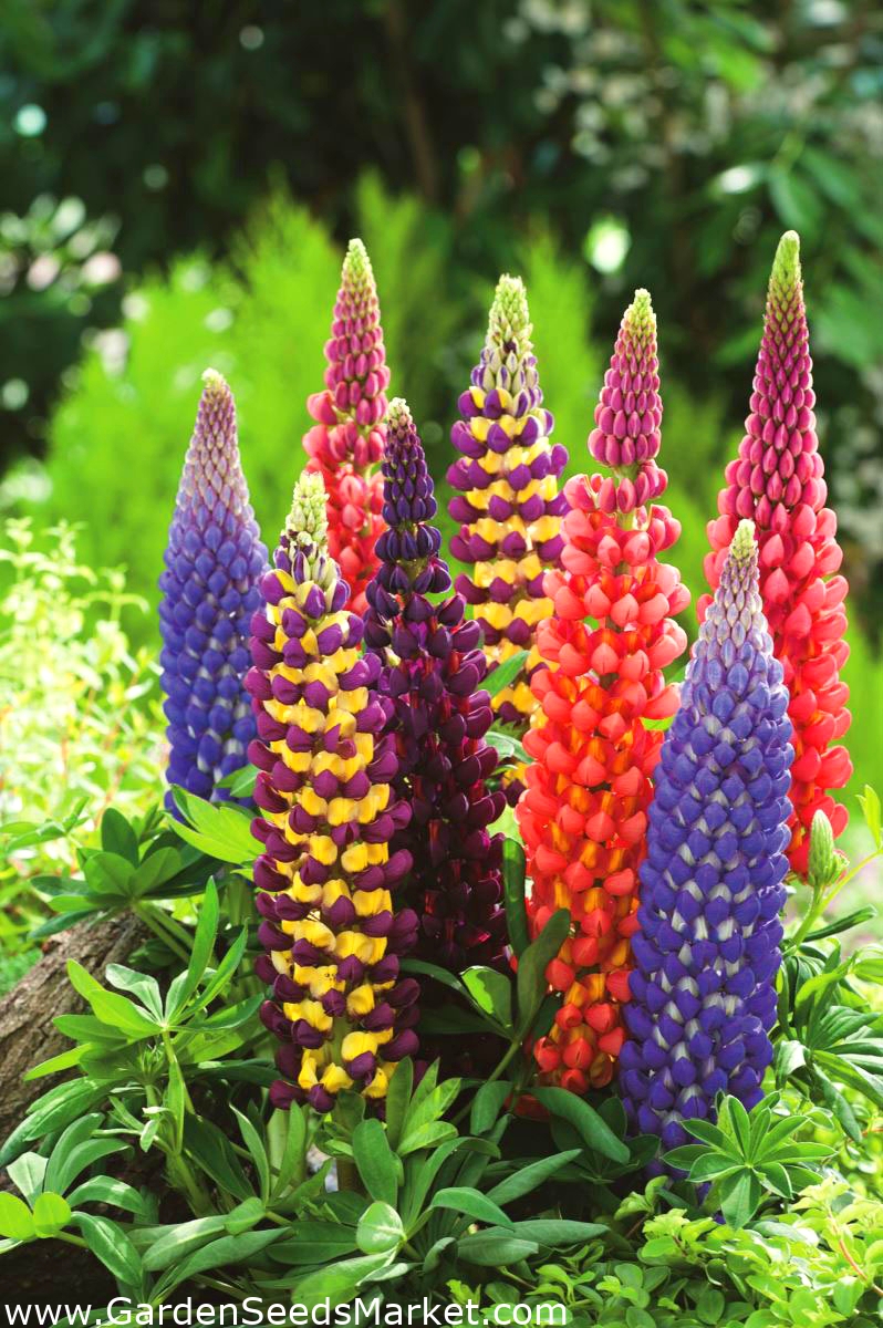 Lupinus Mix - Emballage XL - 50 pcs – Garden Seeds Market | Livraison ...