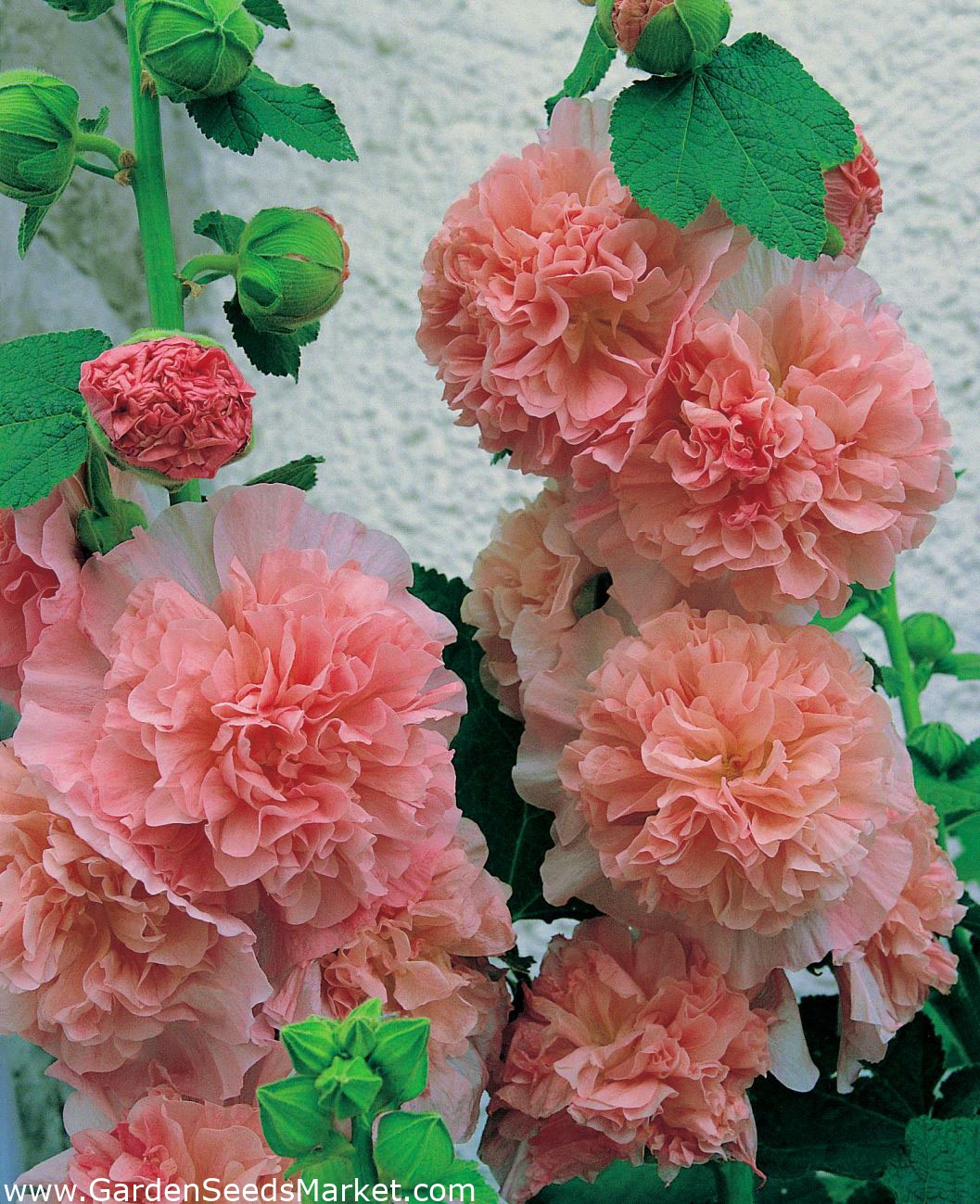 Alcea, Hollyhocks Peaches and Dreams - XL pack - 50 pcs – Garden Seeds ...