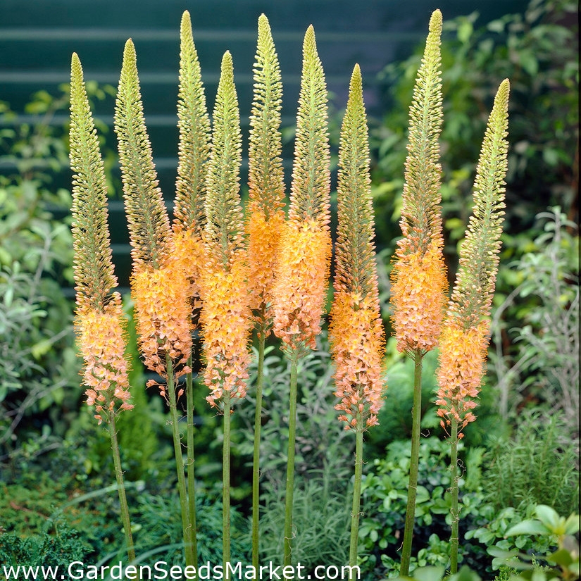 Eremurus, Vossestaartlelies Cleopatra - XL pak - 50 stuks - – Garden ...