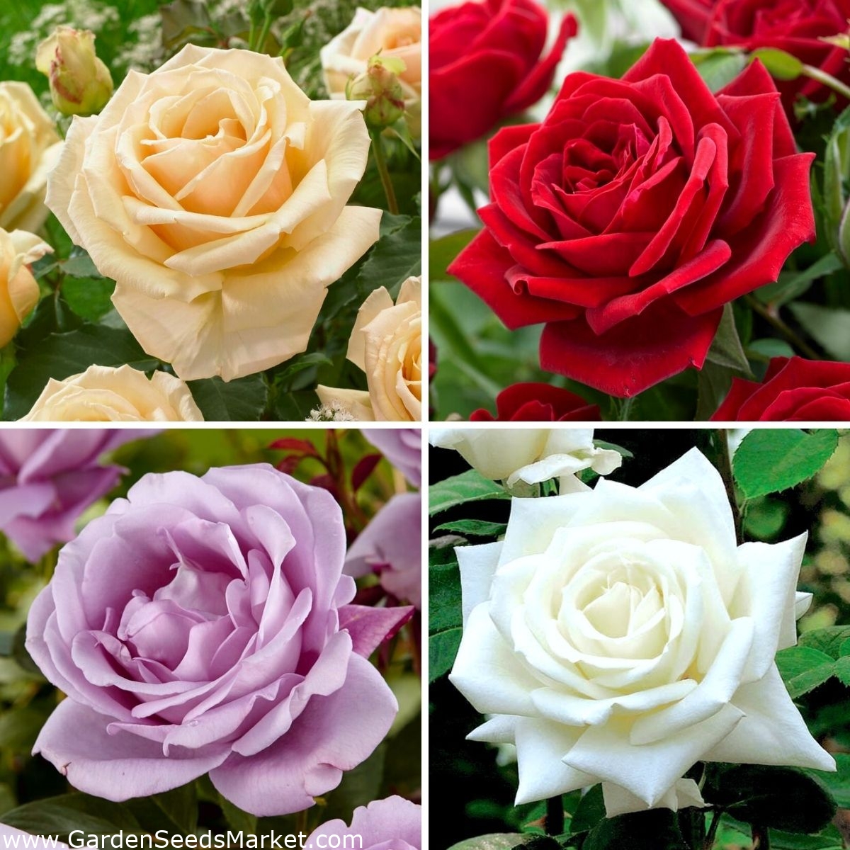 Rosa de flor grande (Grandiflora) - selección de variedades ...