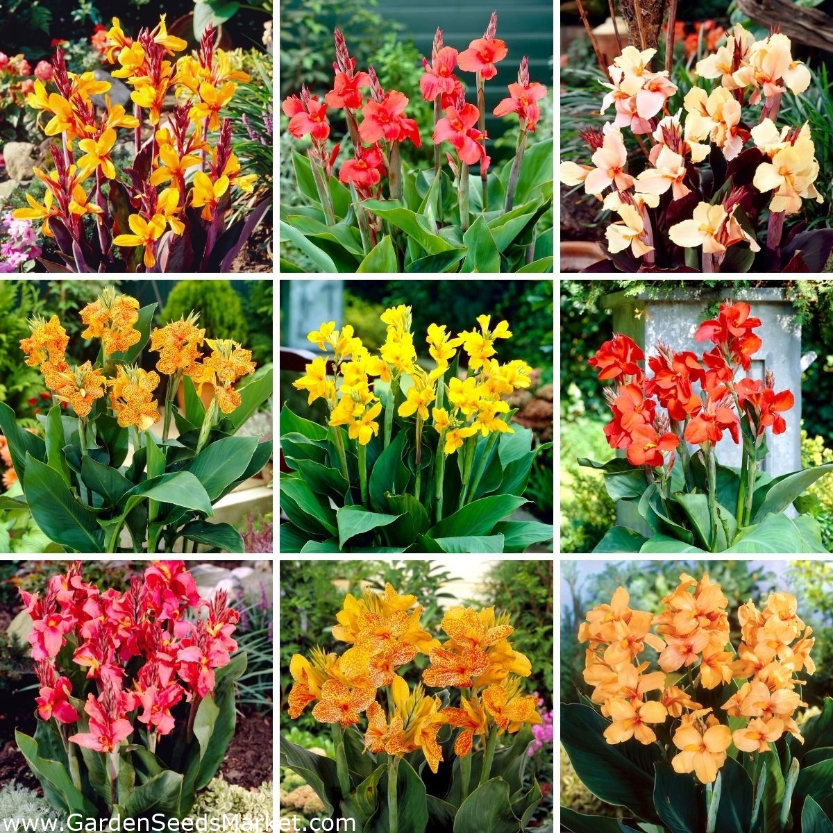 Canna lily seedlings - selection of 9 flowering plant varieties ...