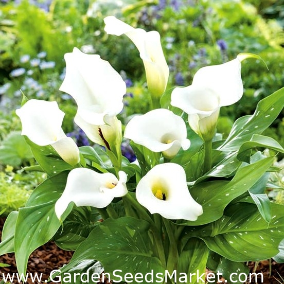 Zantedeschia, Calla Lily Blanc - Paquet XL - 50 pcs - – Garden Seeds ...
