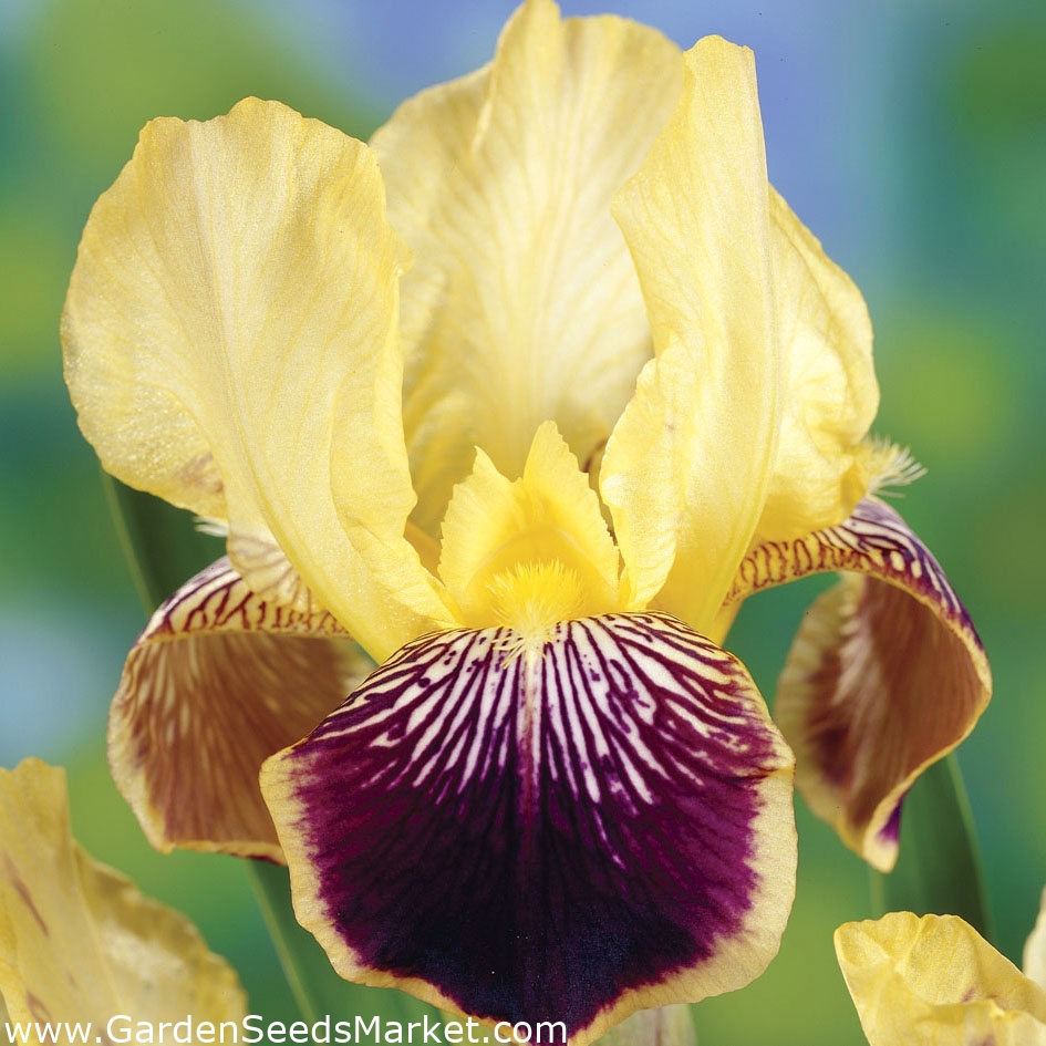 Iris germanica Nibelungen - Pack XL - 50 uds – Garden Seeds Market ...
