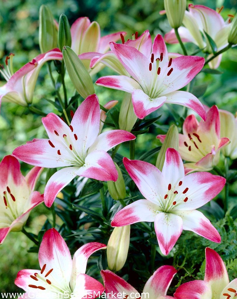 Lilium, Lys Rose & Blanc - Pack XL - 50 pcs - – Garden Seeds Market ...