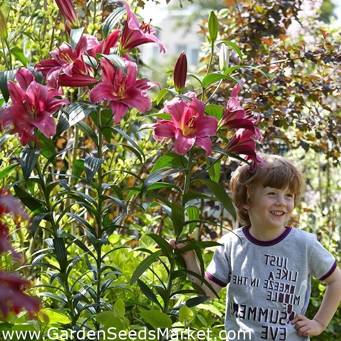 Tree Lily Lilium Purple Prince - XL pack - 50 pcs – Garden Seeds Market ...