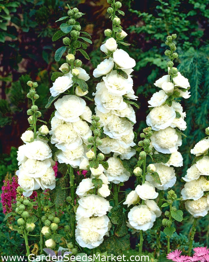 Alcea, stockrosor Vit - XL förpackning - 50 st - – Garden Seeds Market ...