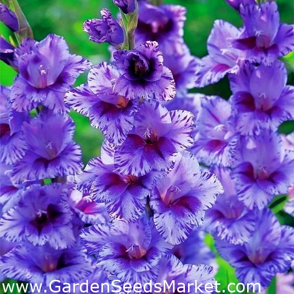 Gladiolen Passos - XL-pak - 50 st - – Garden Seeds Market | Gratis ...