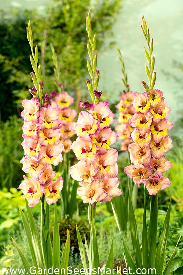 Gladiolus Sapporo - XL pakiranje - 50 kom – Garden Seeds Market | Besplatna dostava